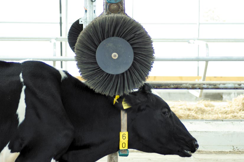 Moderne Tierhaltung | Hof Decker - Landwirtschaft, Pferdezucht und ...